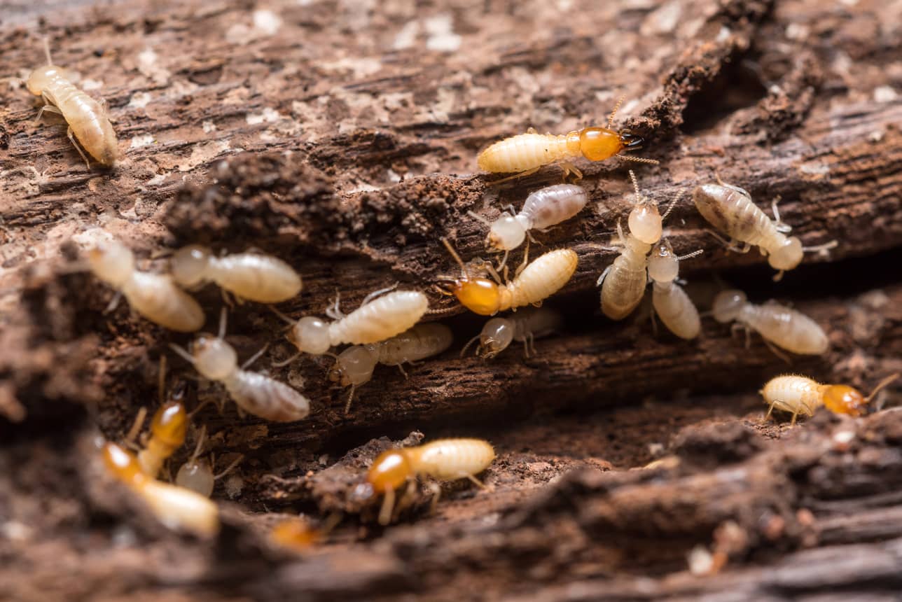 Termite Inspection Dallas-Fort Worth - RedFish Inspections